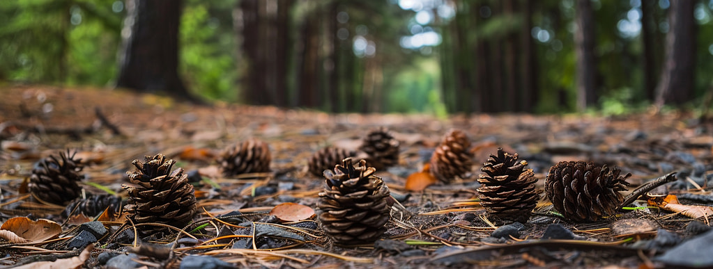 How To Get More From Your Pinecone Vector Database Vectorize